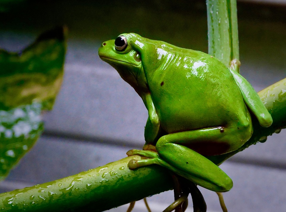 La Grenouille Rainette Verte - Photo gratuite sur Pixabay - Pixabay
