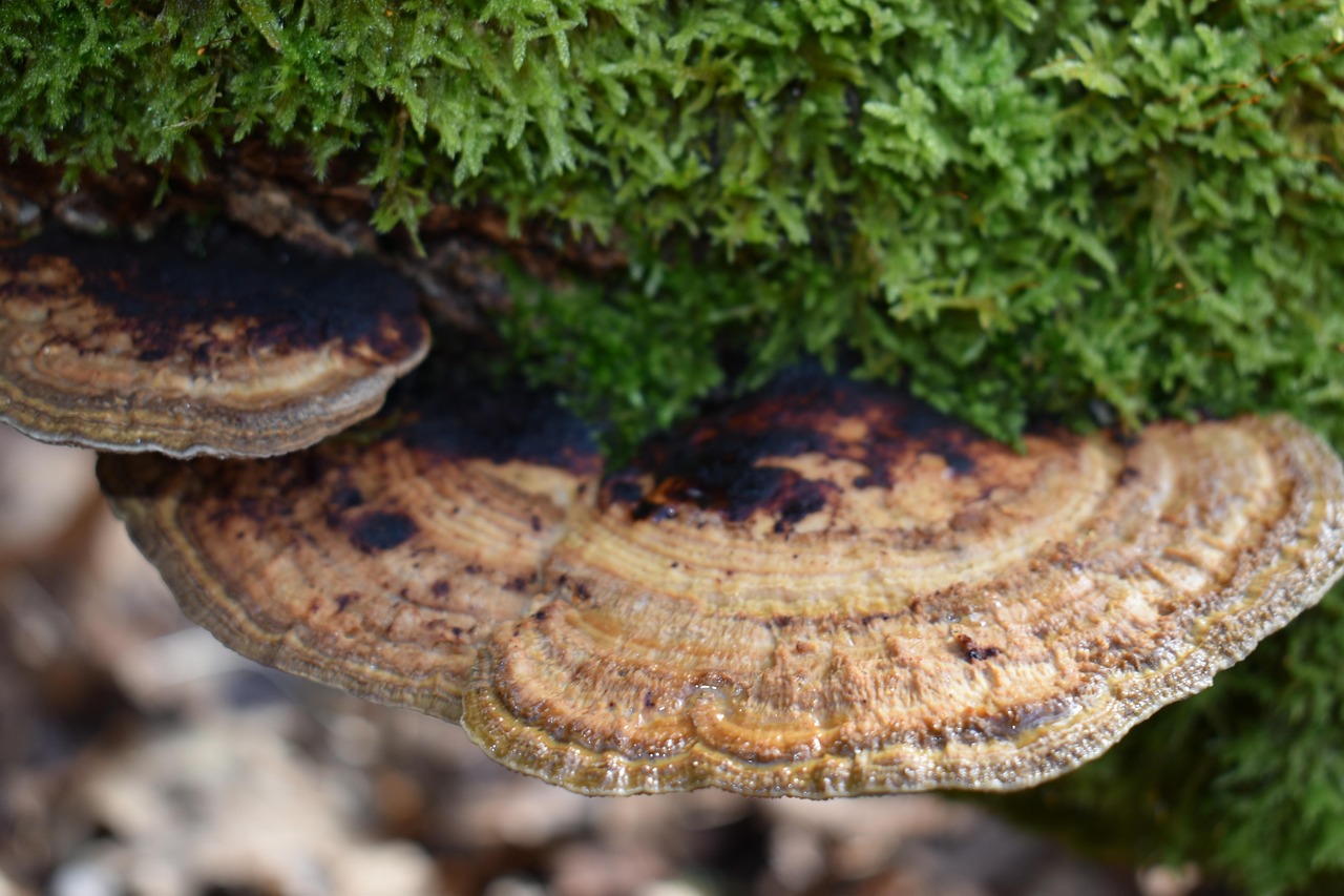 Fungus Fall Nature - Free photo on Pixabay - Pixabay