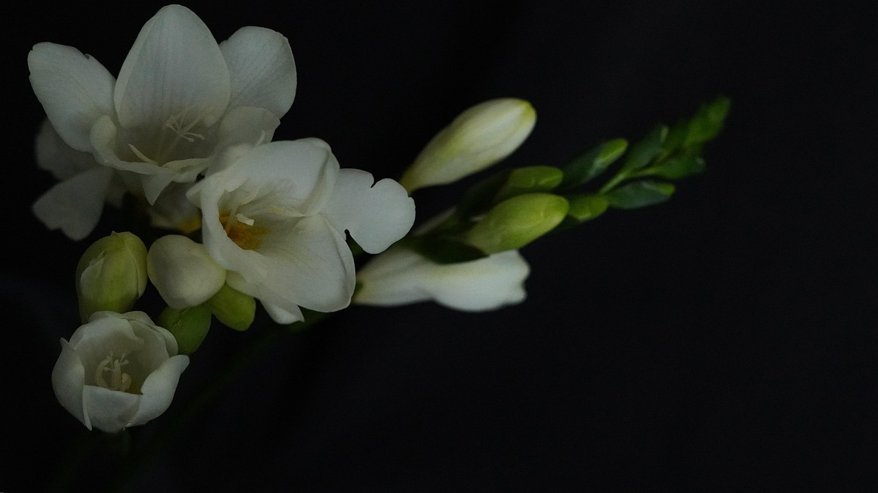Freesia White Flowers Flower - Free photo on Pixabay