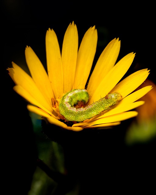Download Caterpillar, Flower, Nature. Royalty-Free Stock Illustration ...