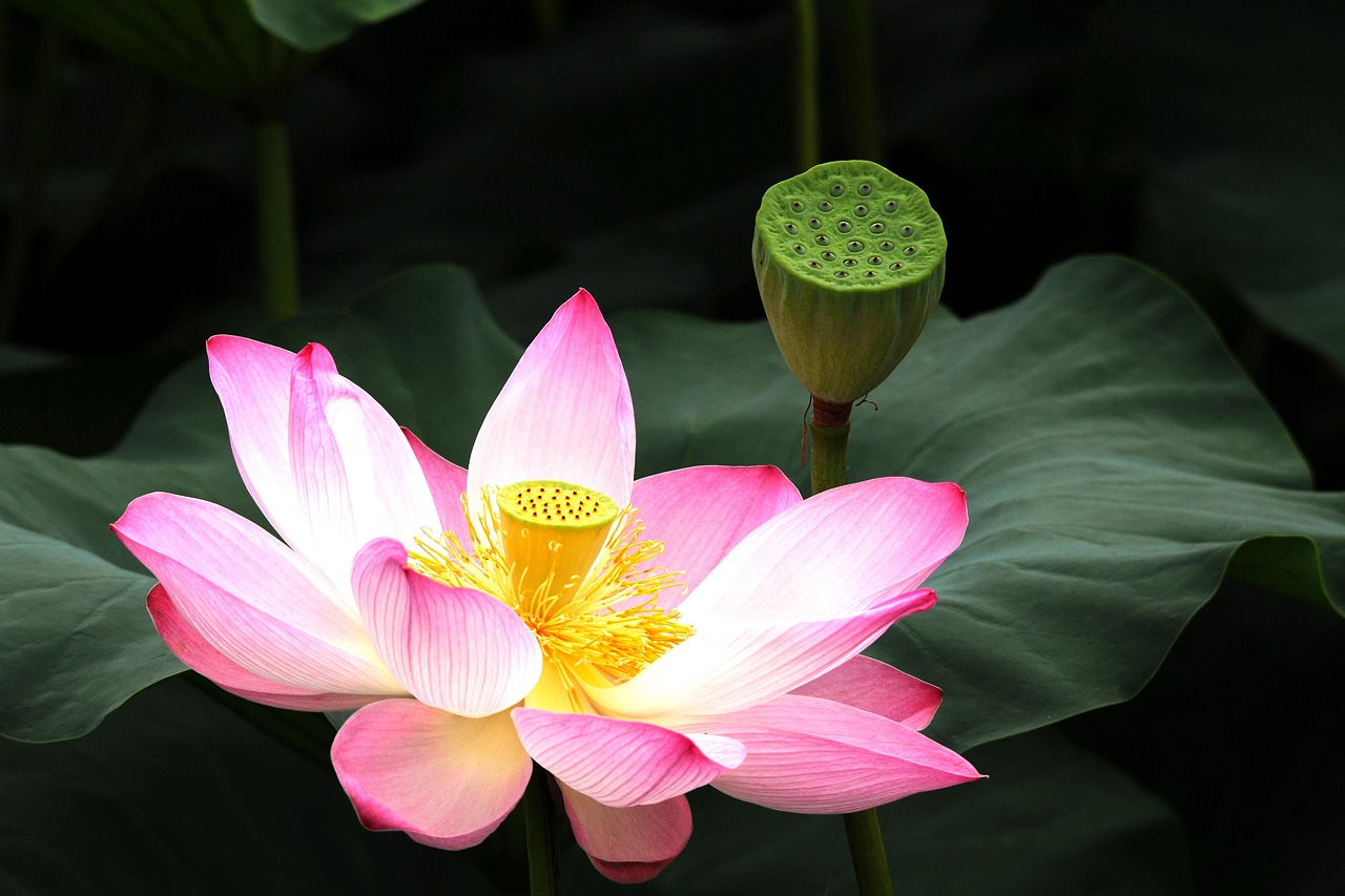 Flower Lotus Petals Aquatic - Free photo on Pixabay - Pixabay