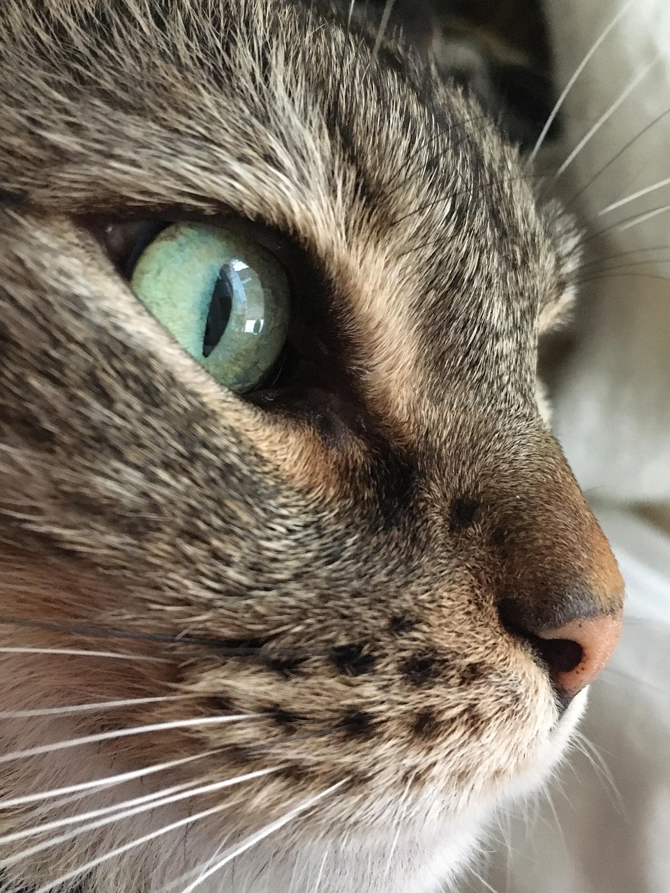 Gatos Veja Intenso - Foto gratuita no Pixabay - Pixabay