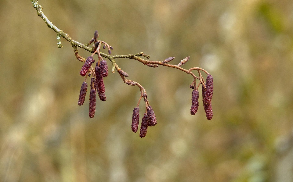 Tree Catkins Nature - Free photo on Pixabay - Pixabay