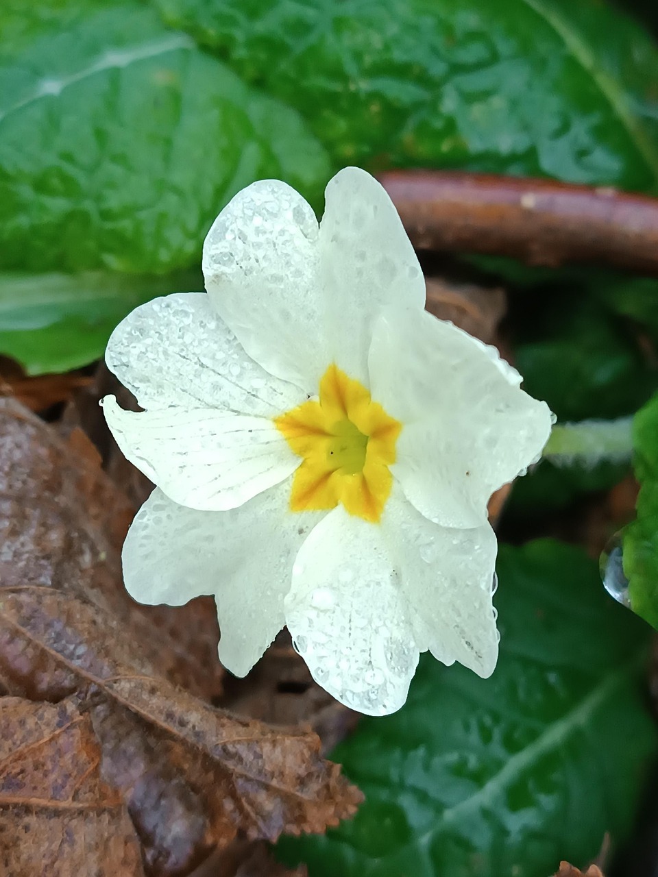 Primavera Flores Nature - Free photo on Pixabay - Pixabay