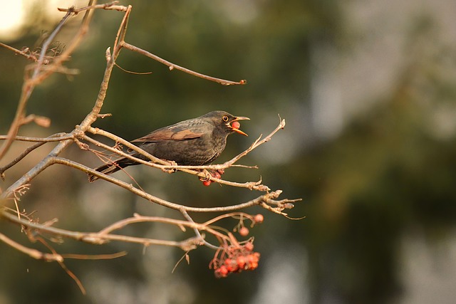 Bird Pen Thrush - Free photo on Pixabay - Pixabay