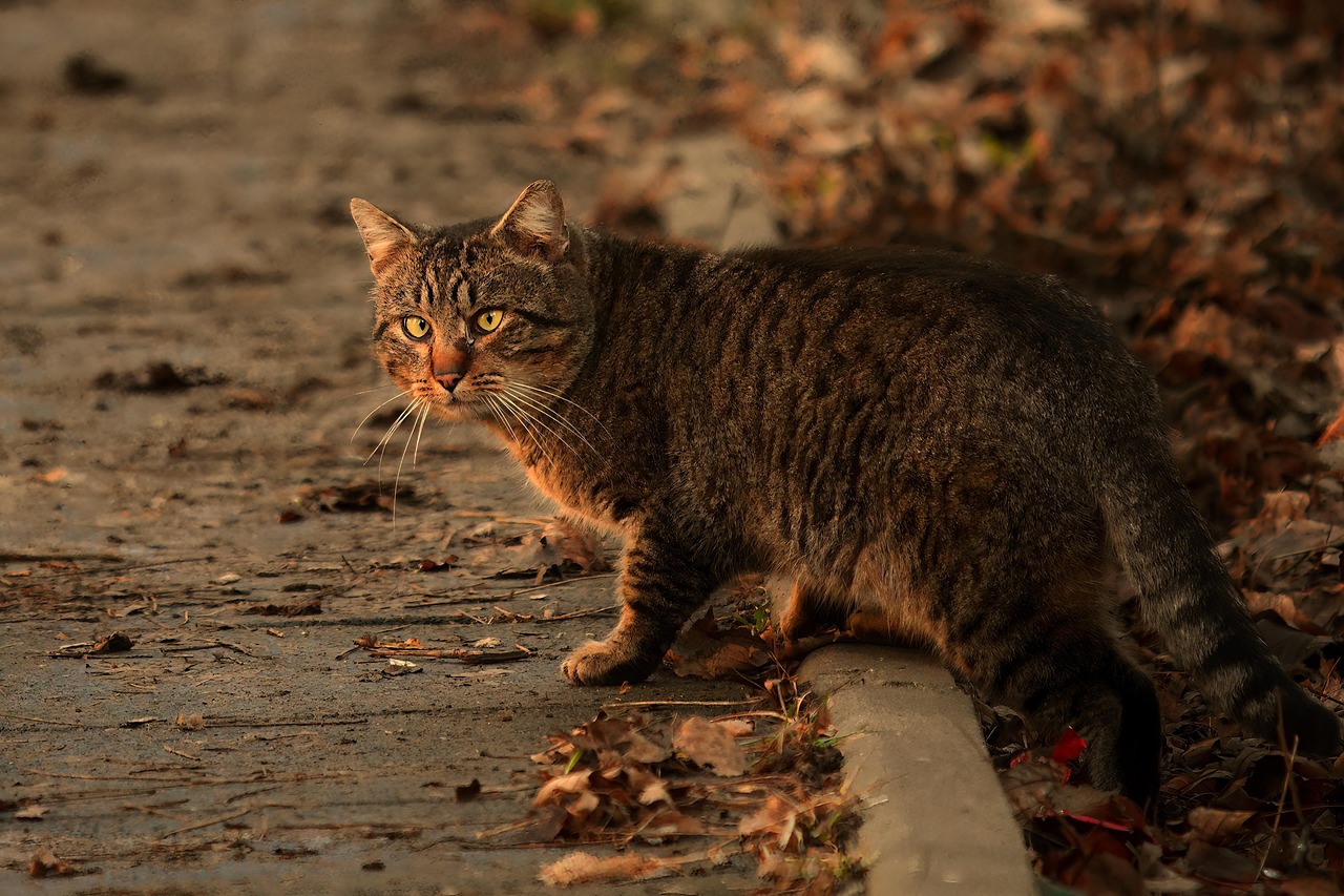 Cat Félin Chat Hétéroclite - Photo gratuite sur Pixabay - Pixabay