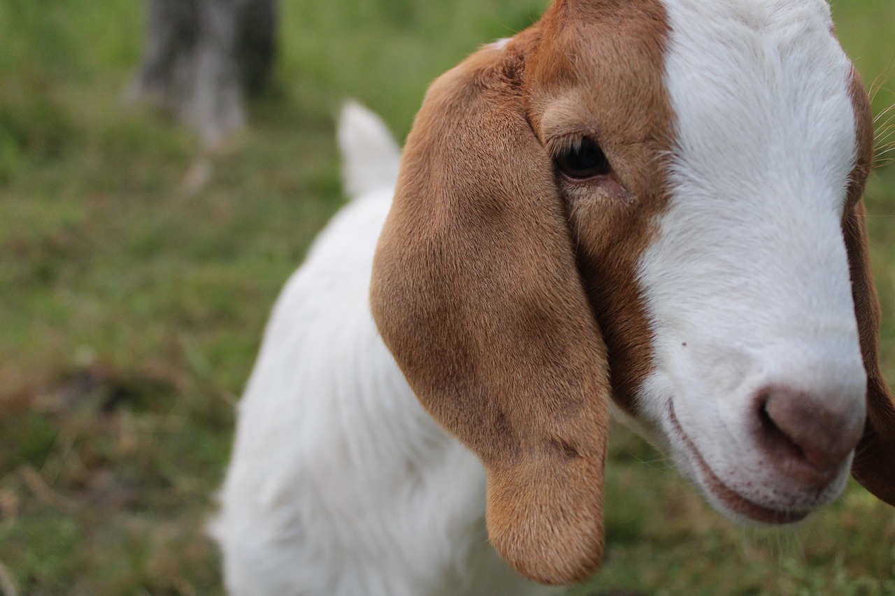 Chèvre Enfant Animal - Photo gratuite sur Pixabay - Pixabay