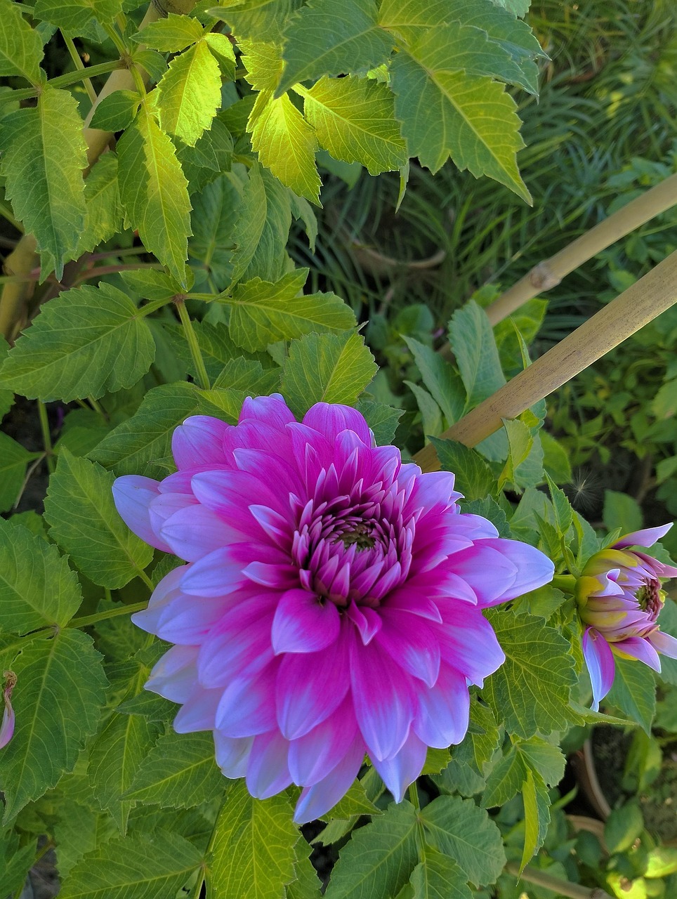 Plante De Dahlia Pinnata Plantes - Photo gratuite sur Pixabay - Pixabay