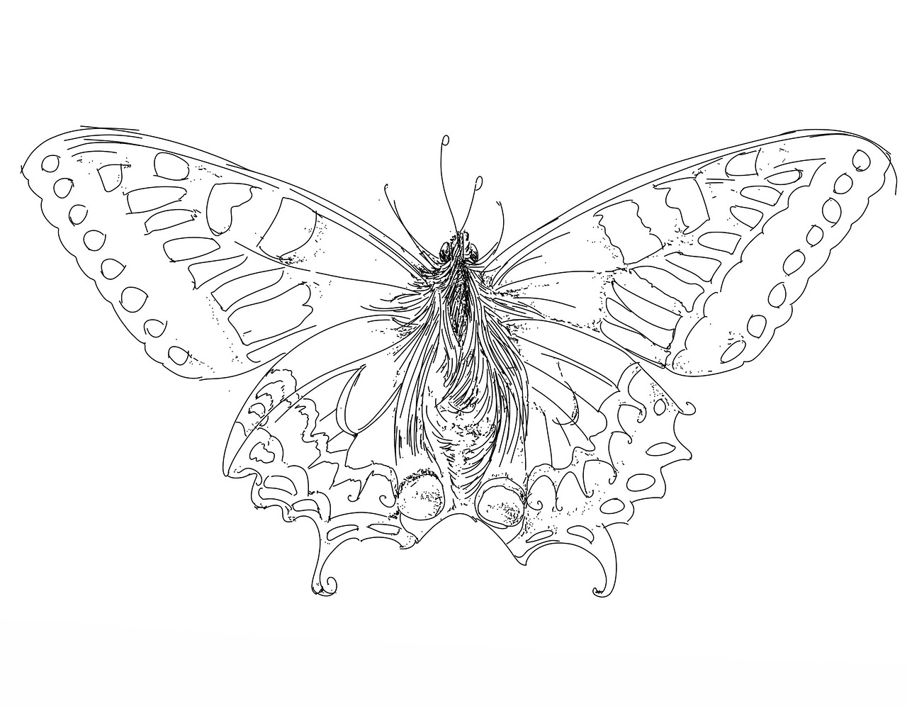 Explore 36,584+ Free Butterfly Line Art Illustrations: Download Now ...