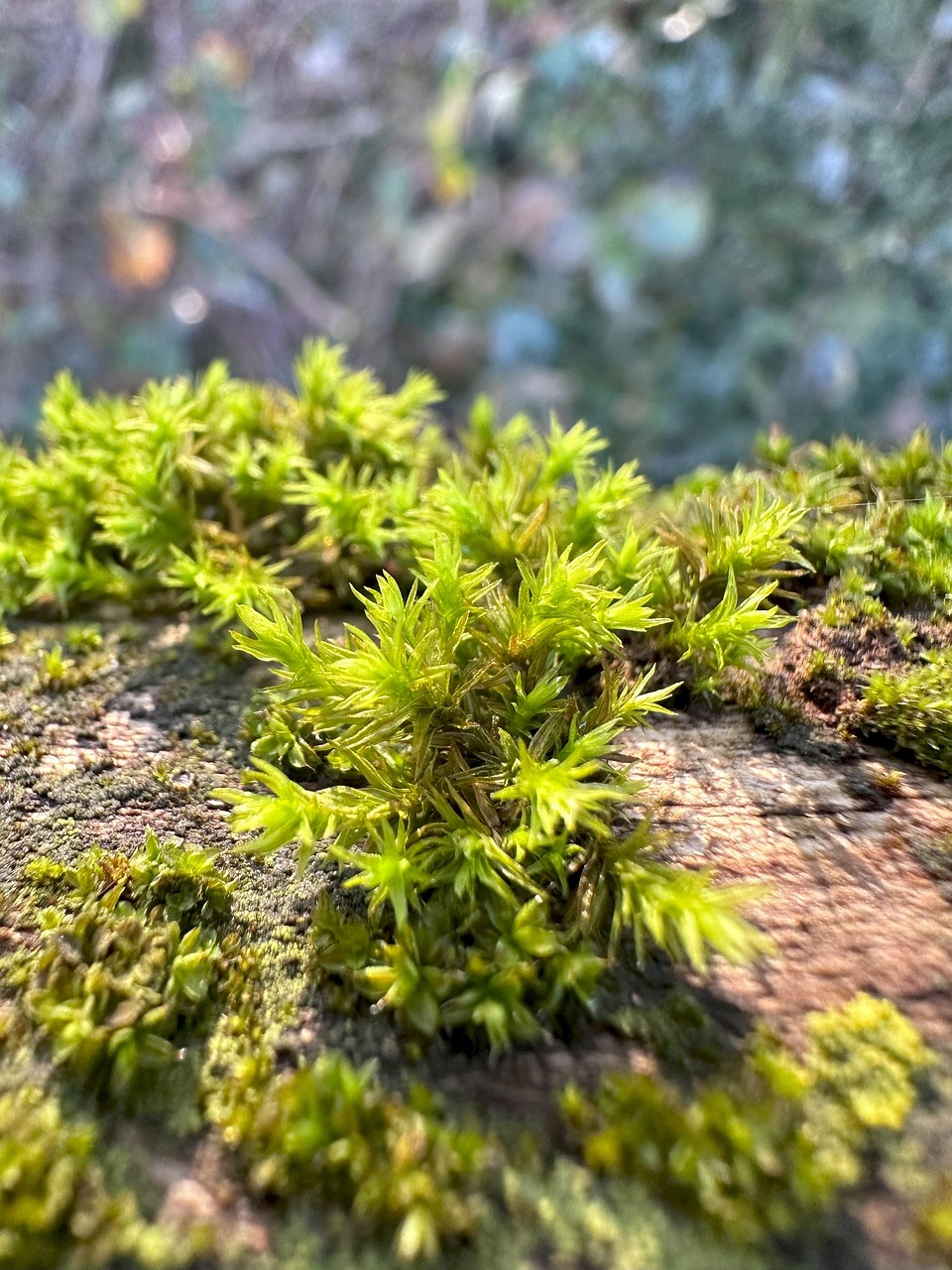 Musgo Floresta Natureza - Foto gratuita no Pixabay - Pixabay