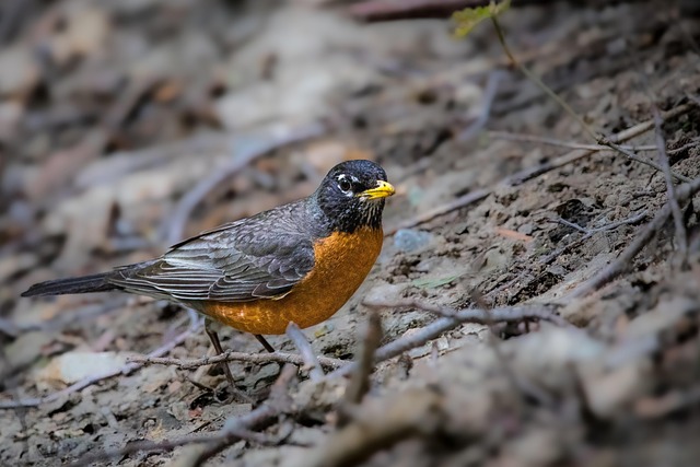 Rouge-Gorge Oiseau Animal - Photo gratuite sur Pixabay - Pixabay
