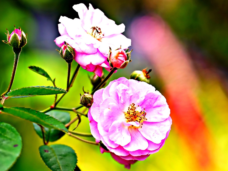 Rose Fleur Flore - Photo gratuite sur Pixabay - Pixabay
