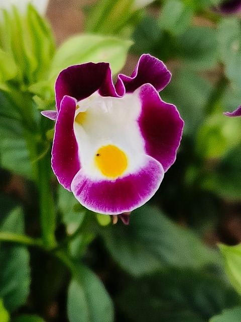 Wishbone Flower Plant - Free photo on Pixabay - Pixabay