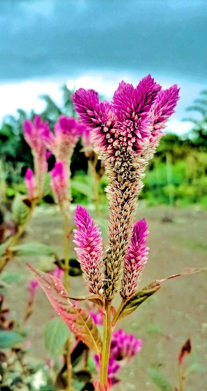 Flower Natural Blossom - Free photo on Pixabay - Pixabay