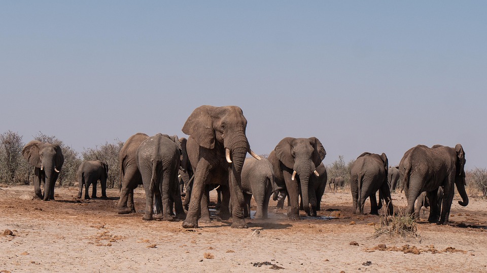 Elephant Herd Botswana Africa - Free photo on Pixabay