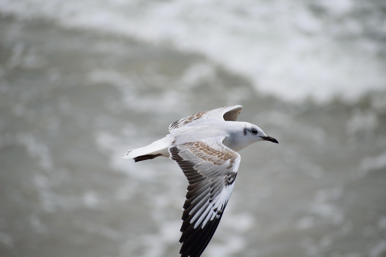 Sea Ocean Bird - Free photo on Pixabay - Pixabay