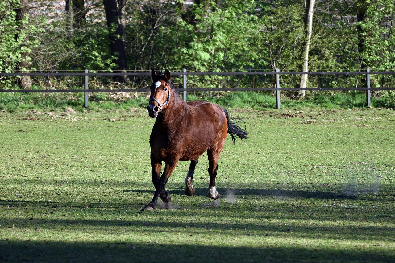 Horse Animal Mammal - Free photo on Pixabay