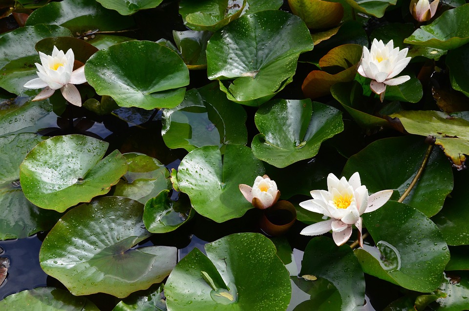 Water Lily Flower Nature - Free photo on Pixabay - Pixabay