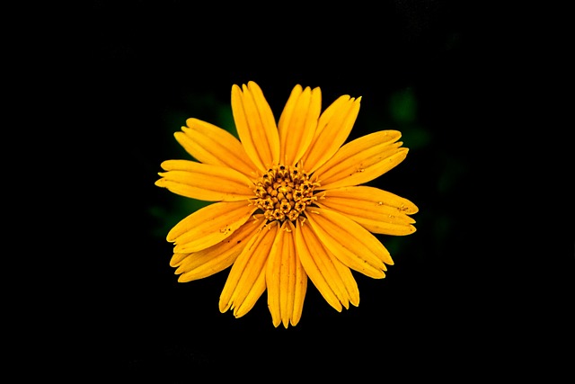 Bunga Alam Kuning - Foto gratis di Pixabay - Pixabay