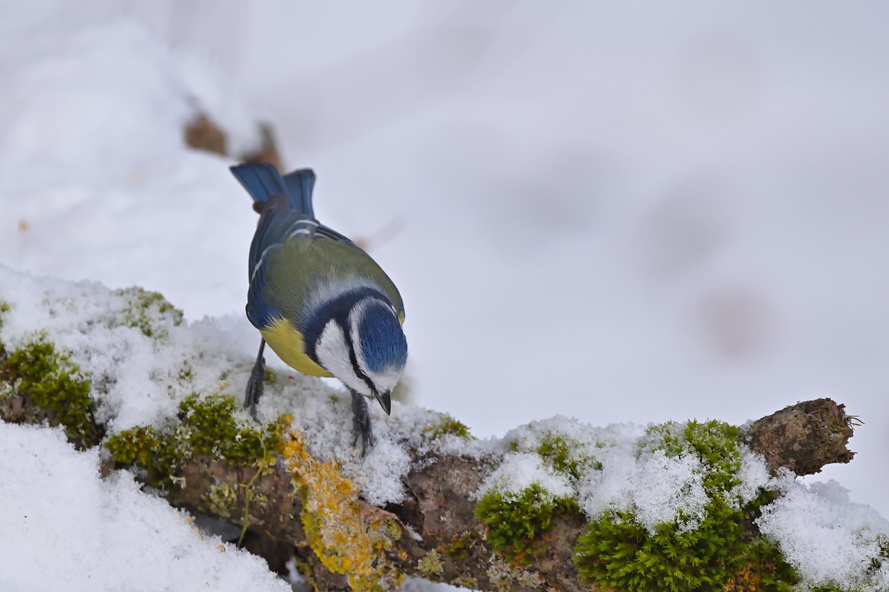 Pimpelmees Mees Vogel - Gratis foto op Pixabay - Pixabay