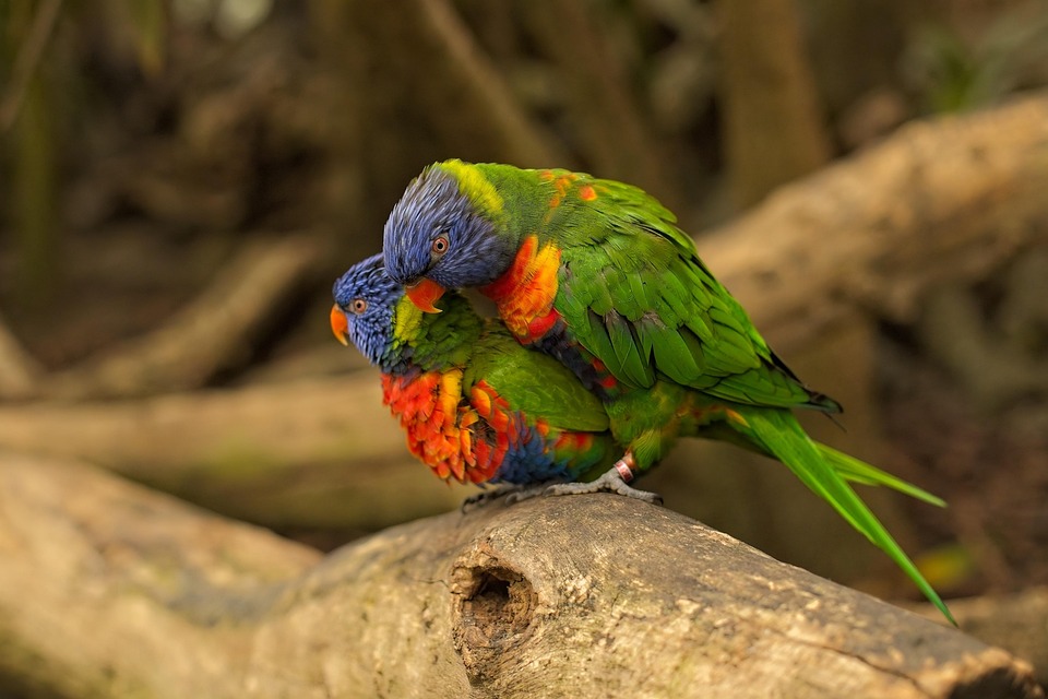 Parrot Bird Lorikeet - Free photo on Pixabay - Pixabay