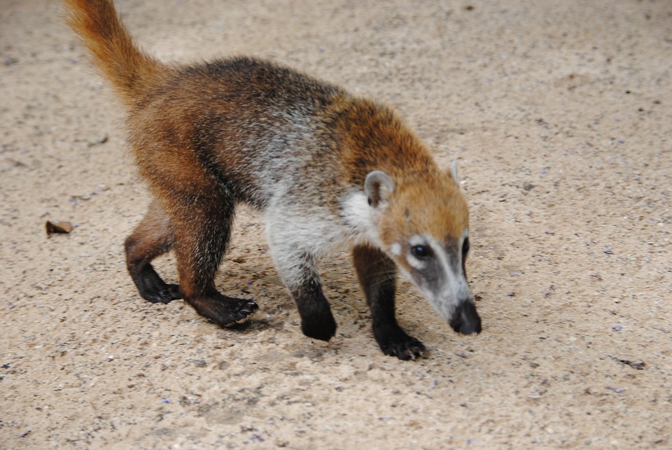 Nasua Narica Animal Natureza - Foto gratuita no Pixabay - Pixabay