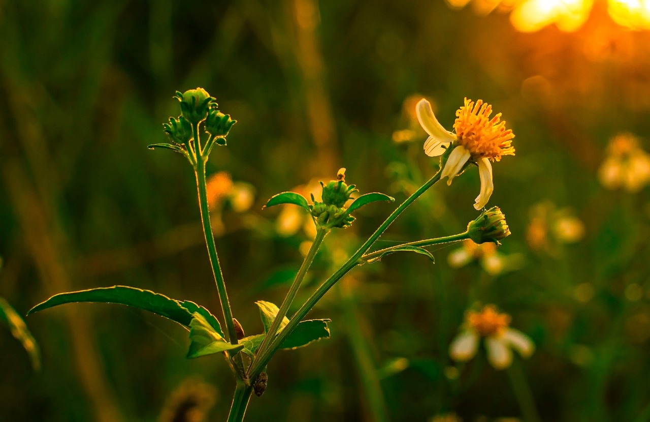 Flower Nature Sun - Free photo on Pixabay - Pixabay