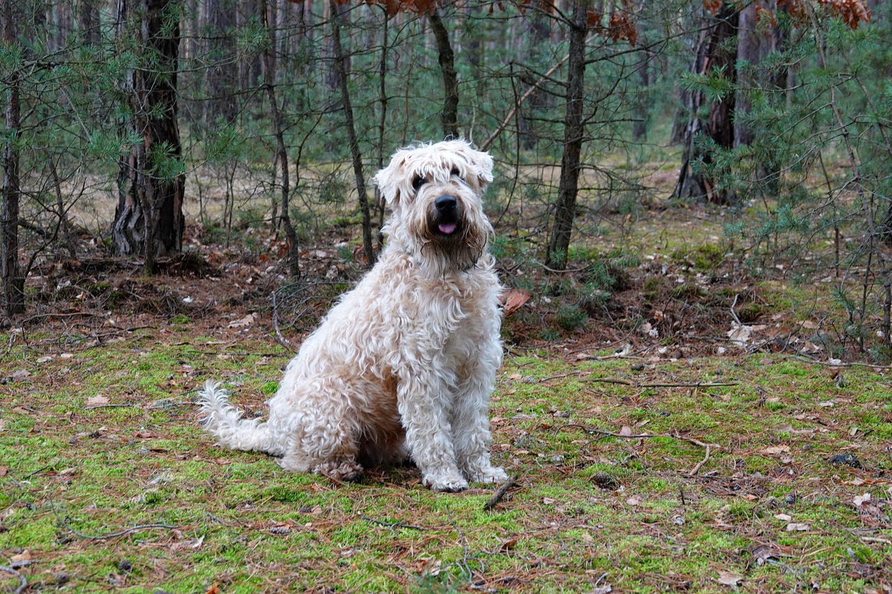 Wheaten Dog Animal - Free photo on Pixabay - Pixabay