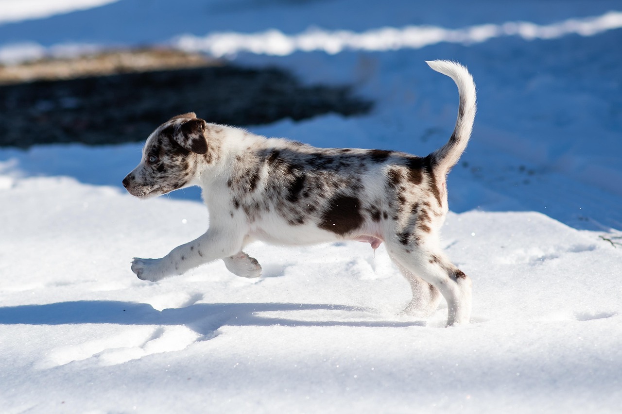 Merle Dog Winter - Free photo on Pixabay - Pixabay