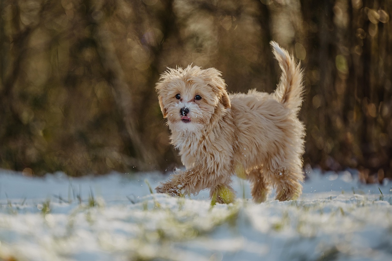 Filhote De Cachorro Inverno Neve - Foto gratuita no Pixabay - Pixabay