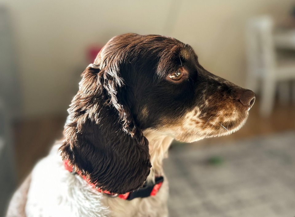 Dog Spaniel Pet - Free photo on Pixabay