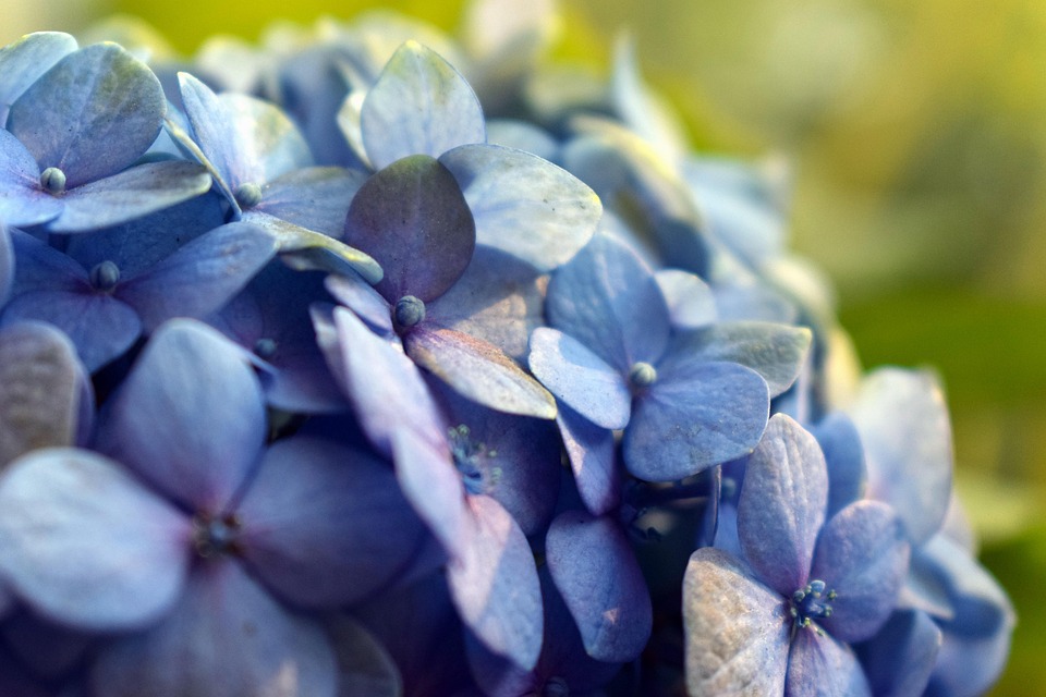 Hydrangea Bunga-Bunga Alam - Foto gratis di Pixabay - Pixabay