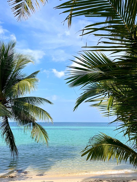 Palmen Urlaub Reisen - Kostenloses Foto auf Pixabay - Pixabay
