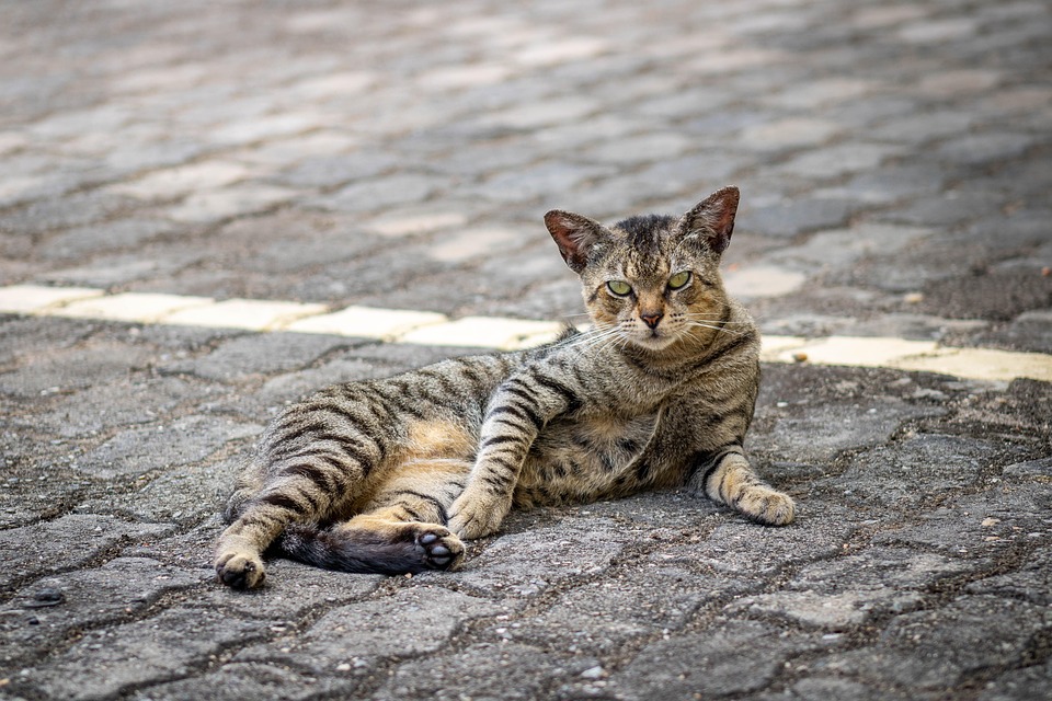 Cat Feline Fur Free Photo On Pixabay Pixabay 1762