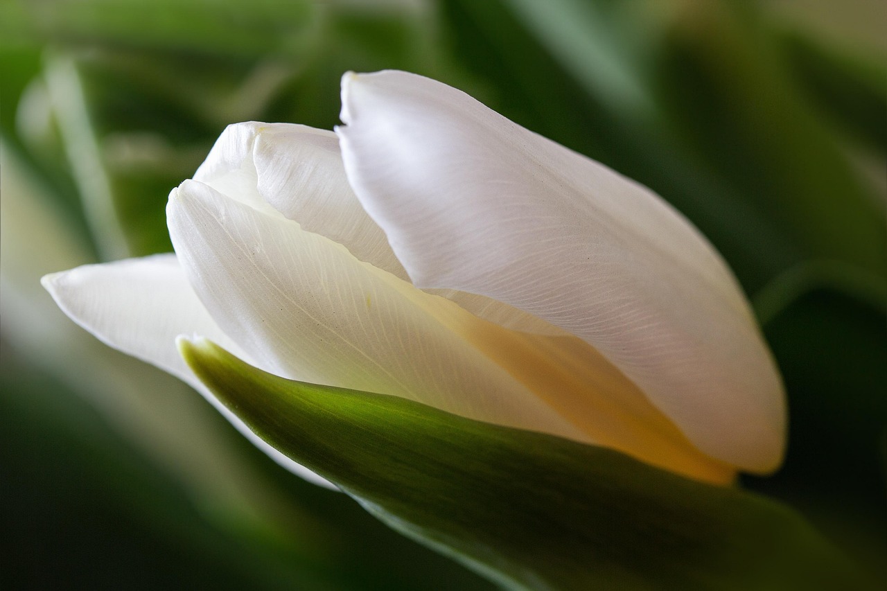 40,000+ Free Botany & Nature Images - Pixabay