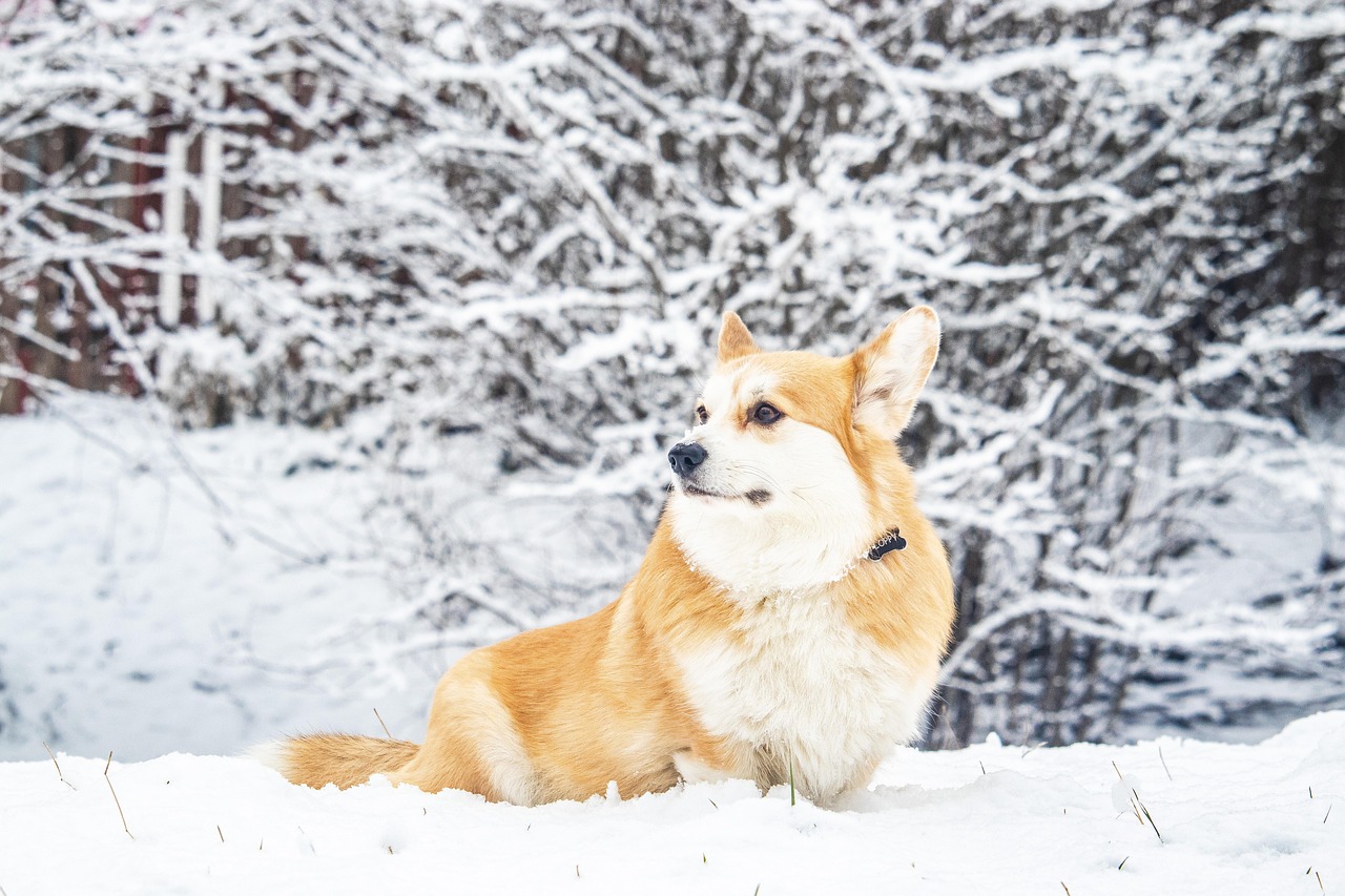 Corgi Galés Perro - Foto gratis en Pixabay - Pixabay