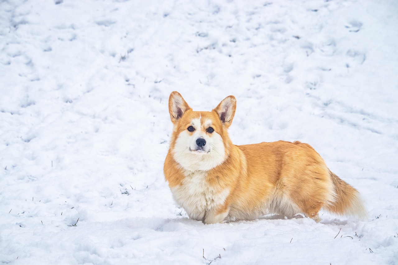 Corgi Gallois Chien Animal - Photo gratuite sur Pixabay - Pixabay