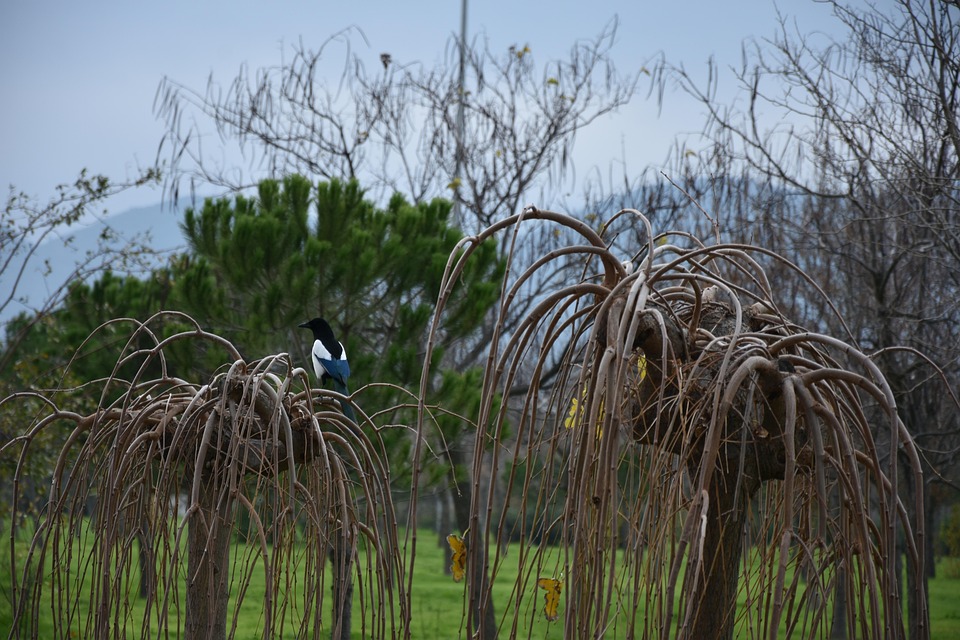 Nature View Animal - Free photo on Pixabay - Pixabay