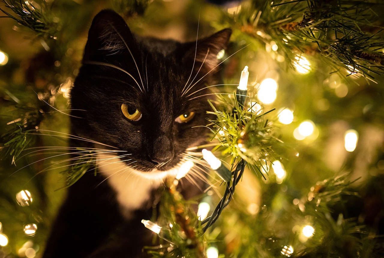 Cat Tree Lights Free Photo On Pixabay Pixabay