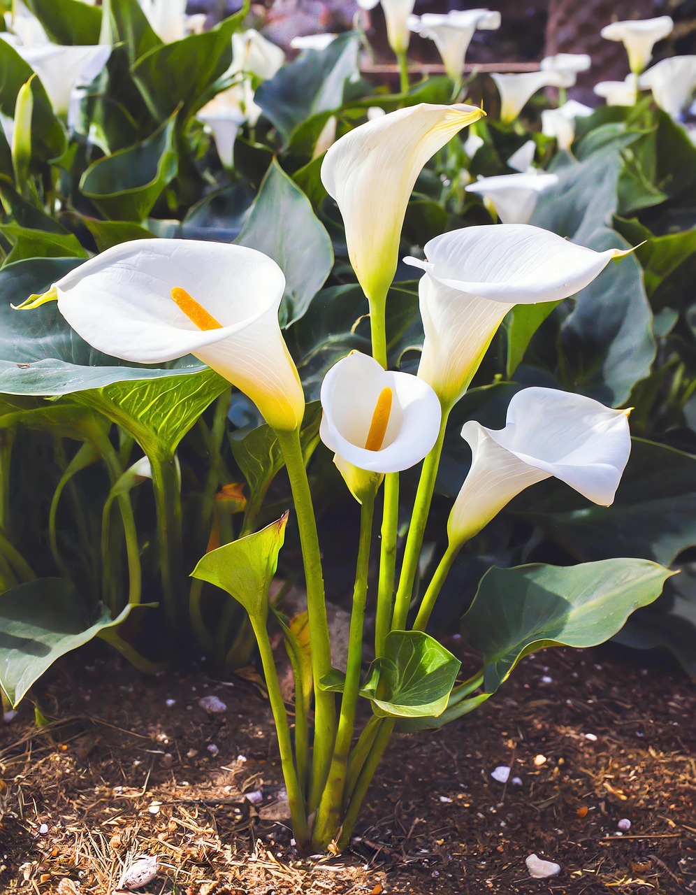Download Ai Generated Lily Flower Royalty Free Stock Illustration Image Pixabay