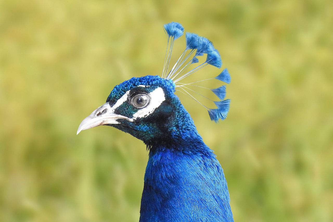 Paon Bleu Oiseau - Photo gratuite sur Pixabay - Pixabay
