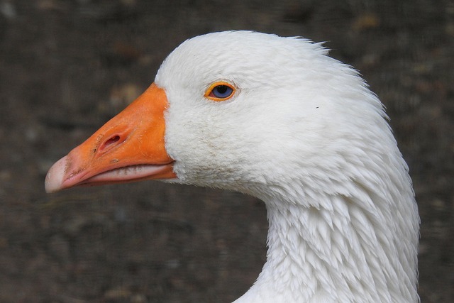 Animales De Granja Ganso