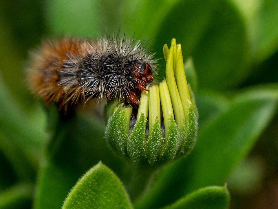 Caterpillar Insect Larva White - Free photo on Pixabay