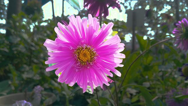 Beautiful Flowers Nice - Free photo on Pixabay - Pixabay