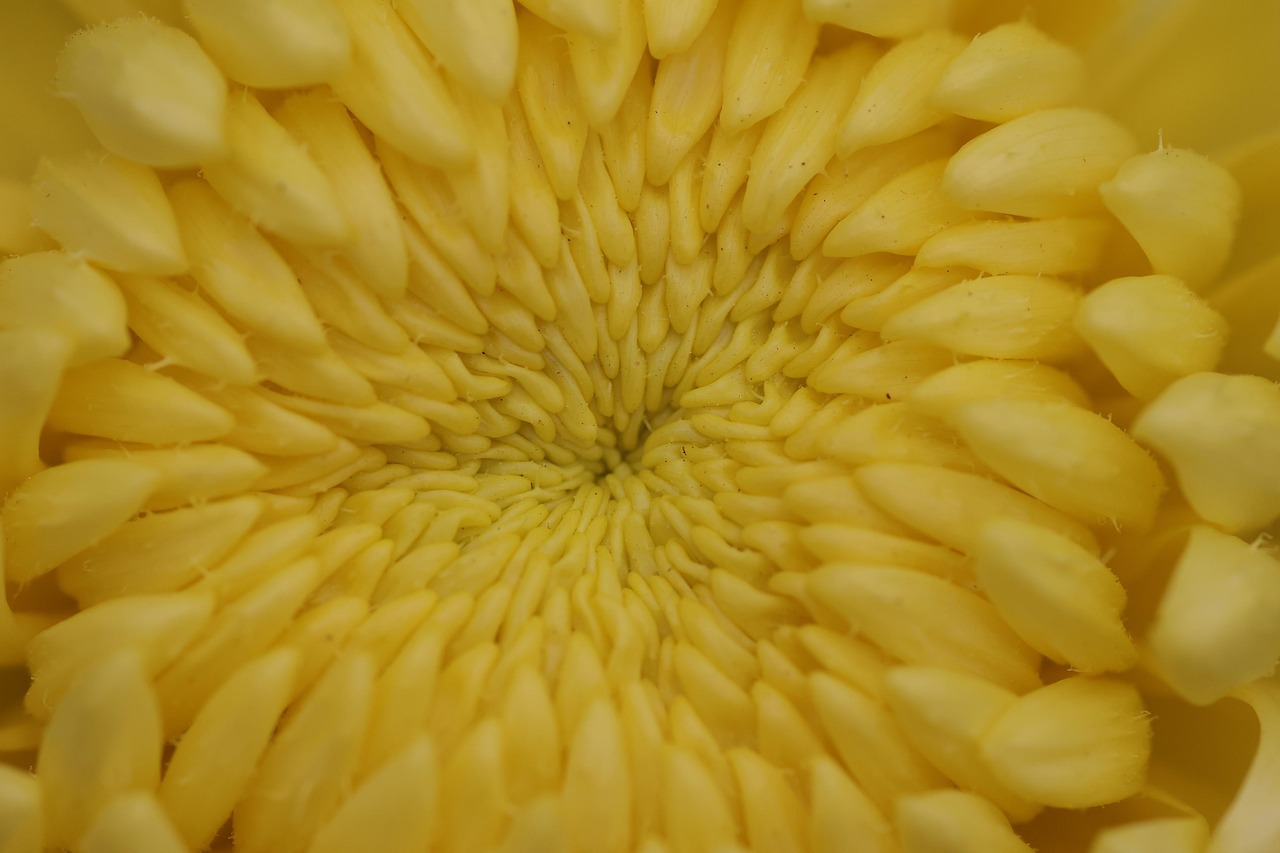 Yellow Nature Flowers - Free photo on Pixabay - Pixabay
