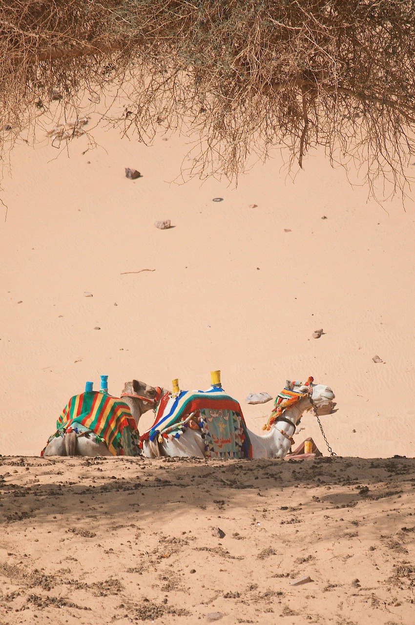Camels Desert Sand - Free photo on Pixabay - Pixabay