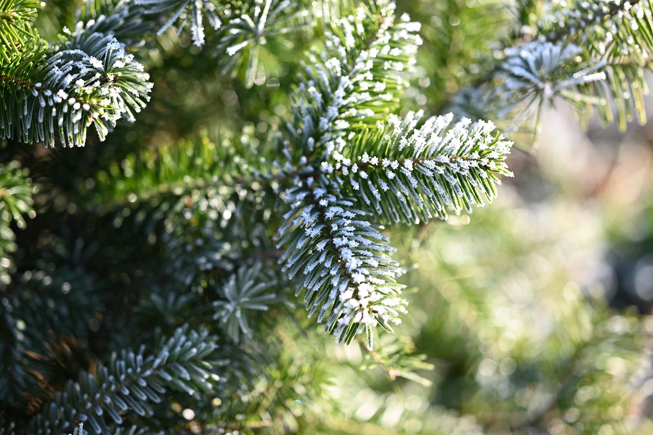 Fir Frostig Gran Gren Matt - Gratis foto på Pixabay - Pixabay