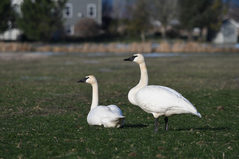 Swans Birds Animals - Free photo on Pixabay - Pixabay