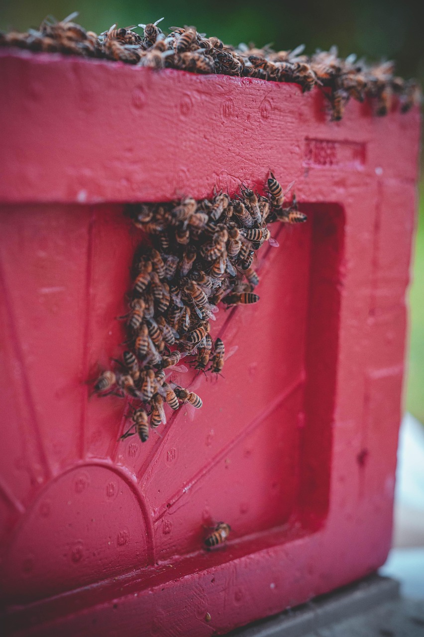 Bin Beehive Honey Free Photo On Pixabay Pixabay