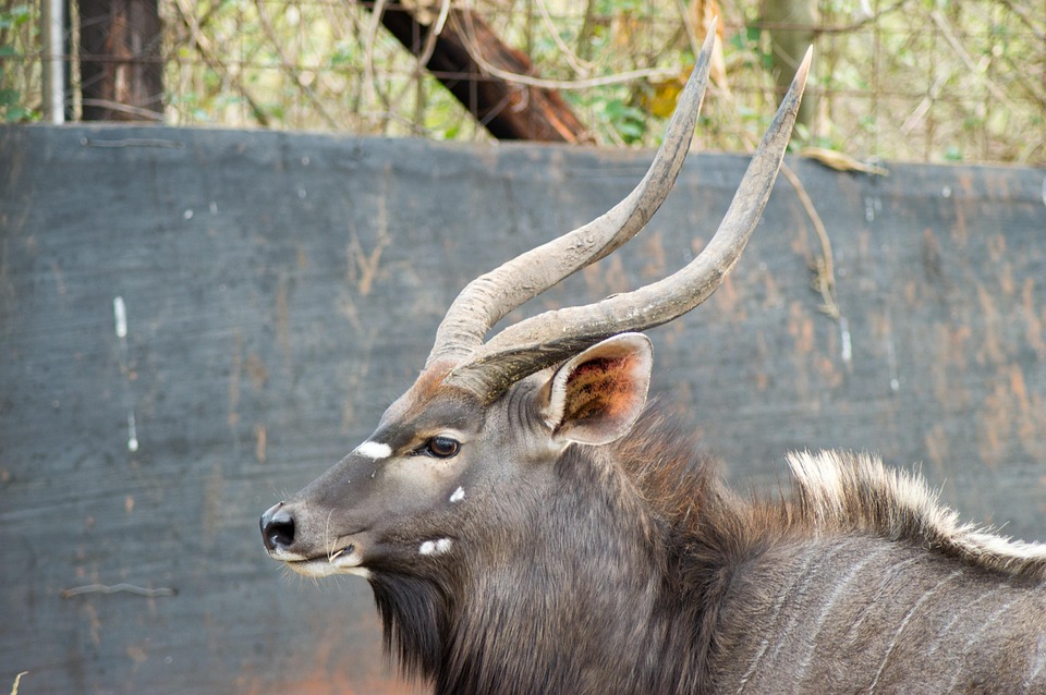 Download Kongoni, Hartebeest, Nature. Royalty-Free Stock Illustration ...
